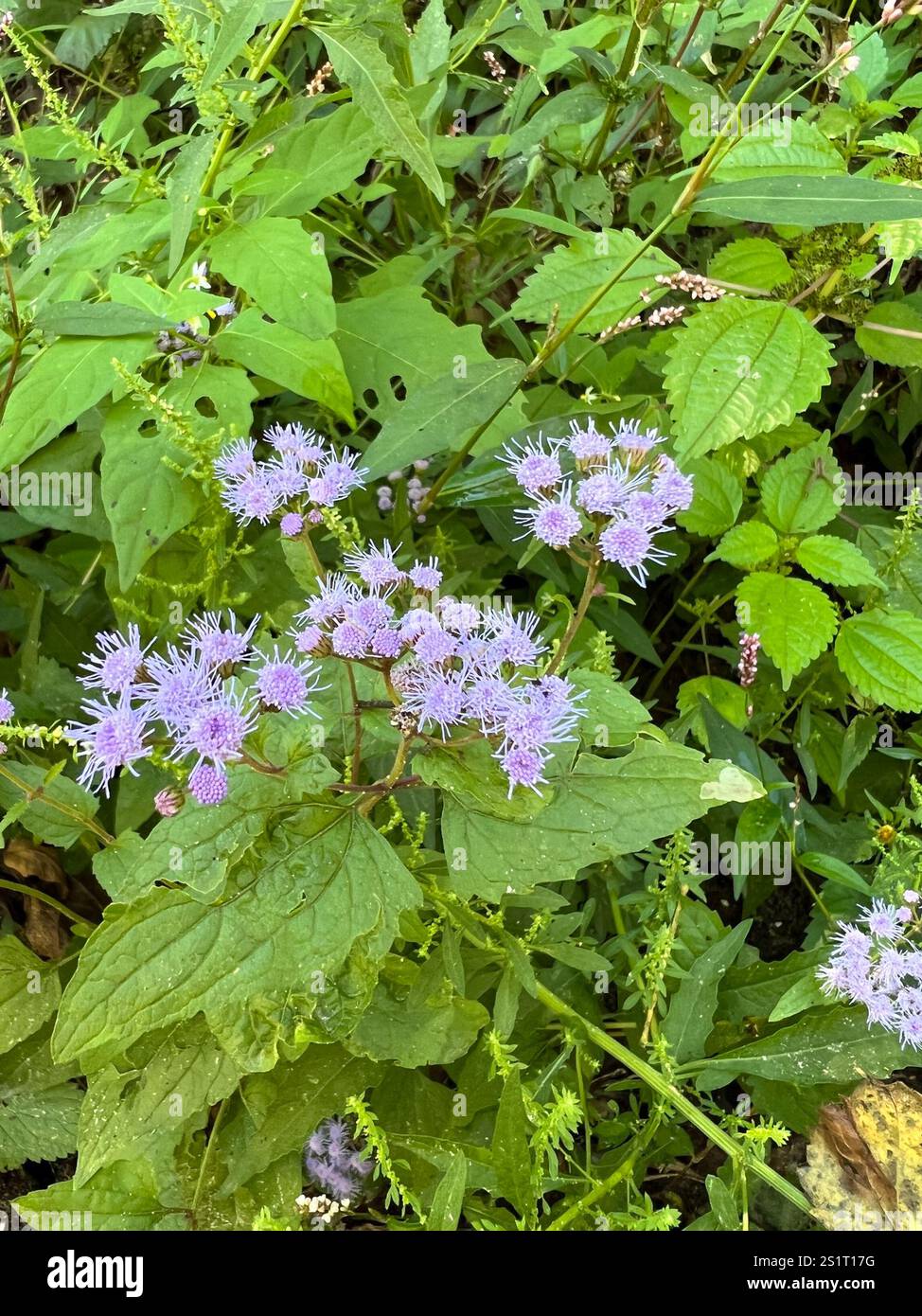 blue mistflower (Conoclinium coelestinum Stock Photo - Alamy