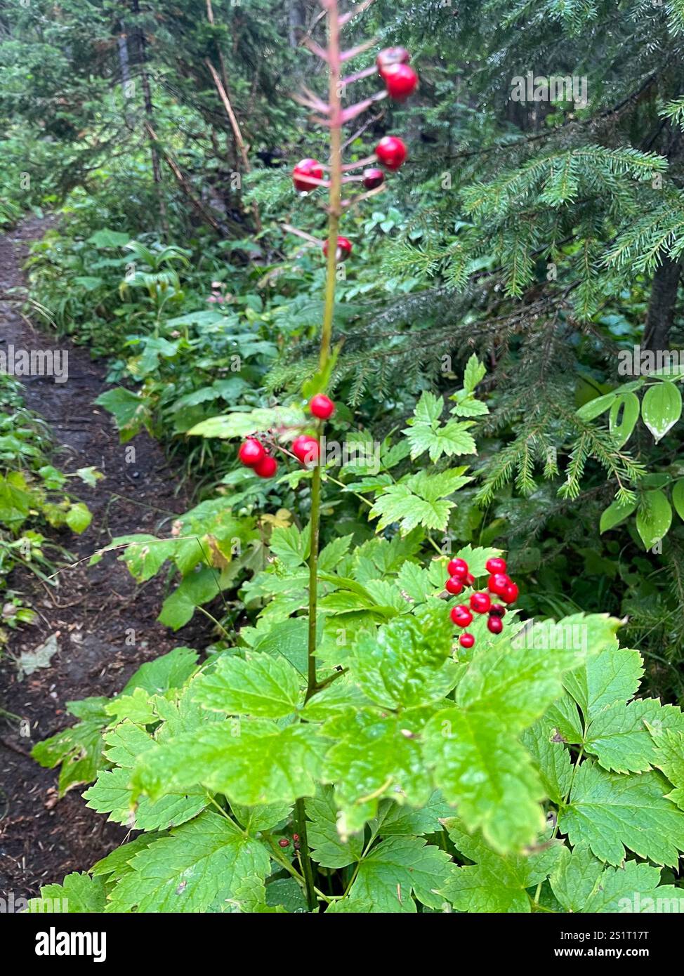 red baneberry (Actaea rubra Stock Photo - Alamy