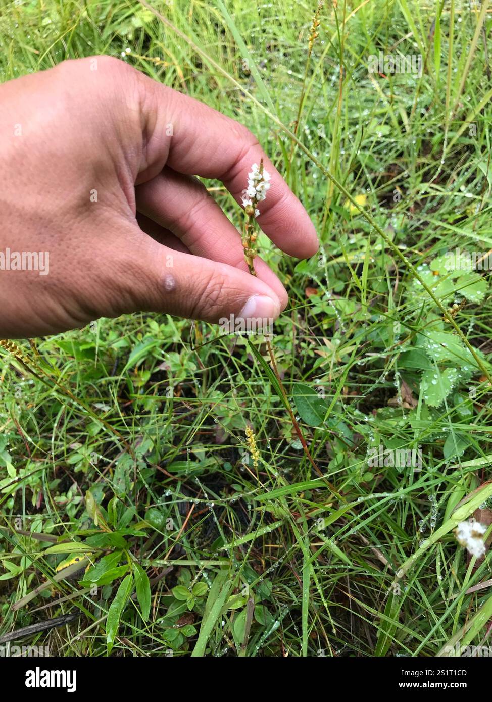 alpine bistort (Bistorta vivipara Stock Photo - Alamy