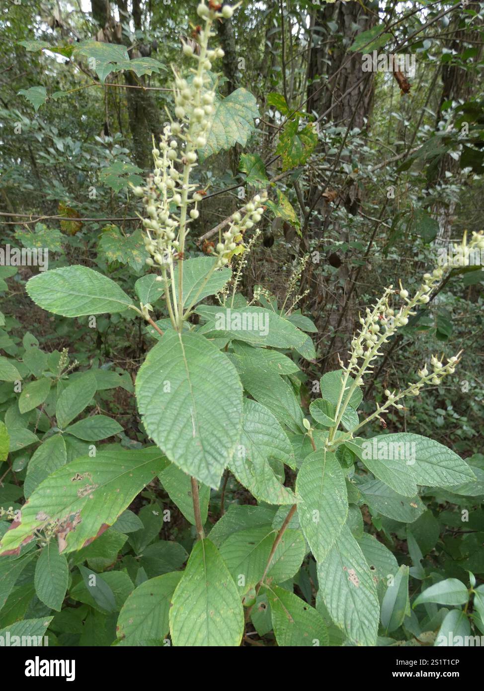 Sweet Pepperbush (Clethra alnifolia Stock Photo - Alamy