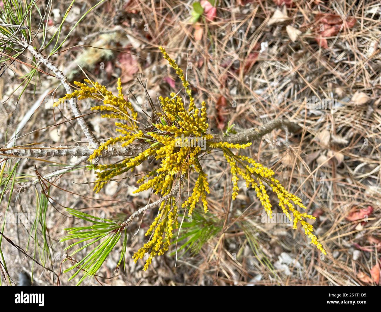 Coastal Dwarf-Mistletoe (Arceuthobium littorum Stock Photo - Alamy
