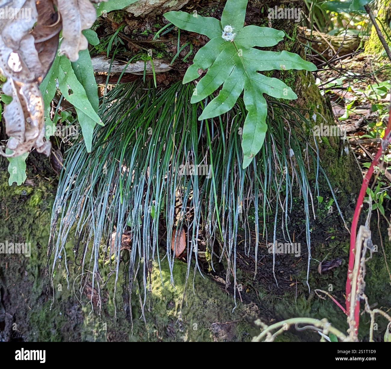Shoestring Fern (Vittaria lineata Stock Photo - Alamy
