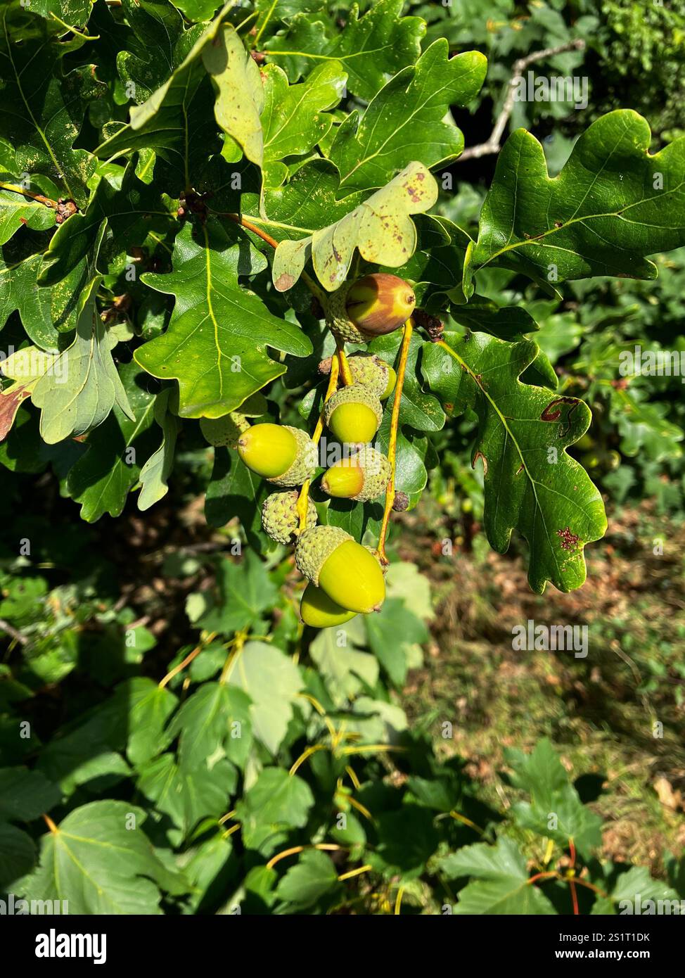 English oak (Quercus robur Stock Photo - Alamy