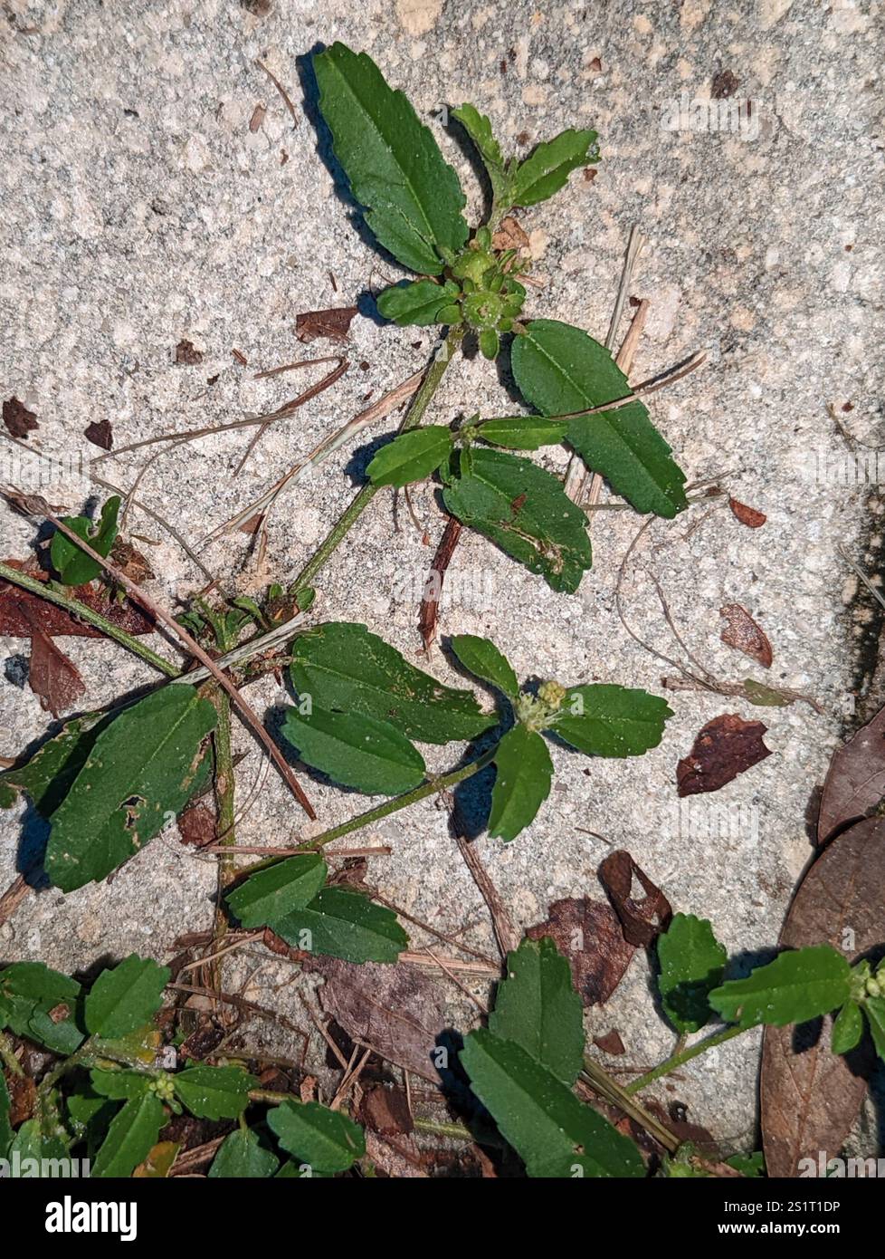 sand croton (Croton glandulosus septentrionalis Stock Photo - Alamy