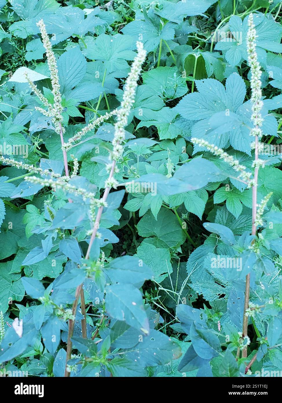 spiny amaranth (Amaranthus spinosus Stock Photo - Alamy