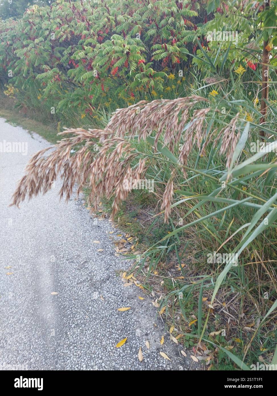 European reed (Phragmites australis australis Stock Photo - Alamy
