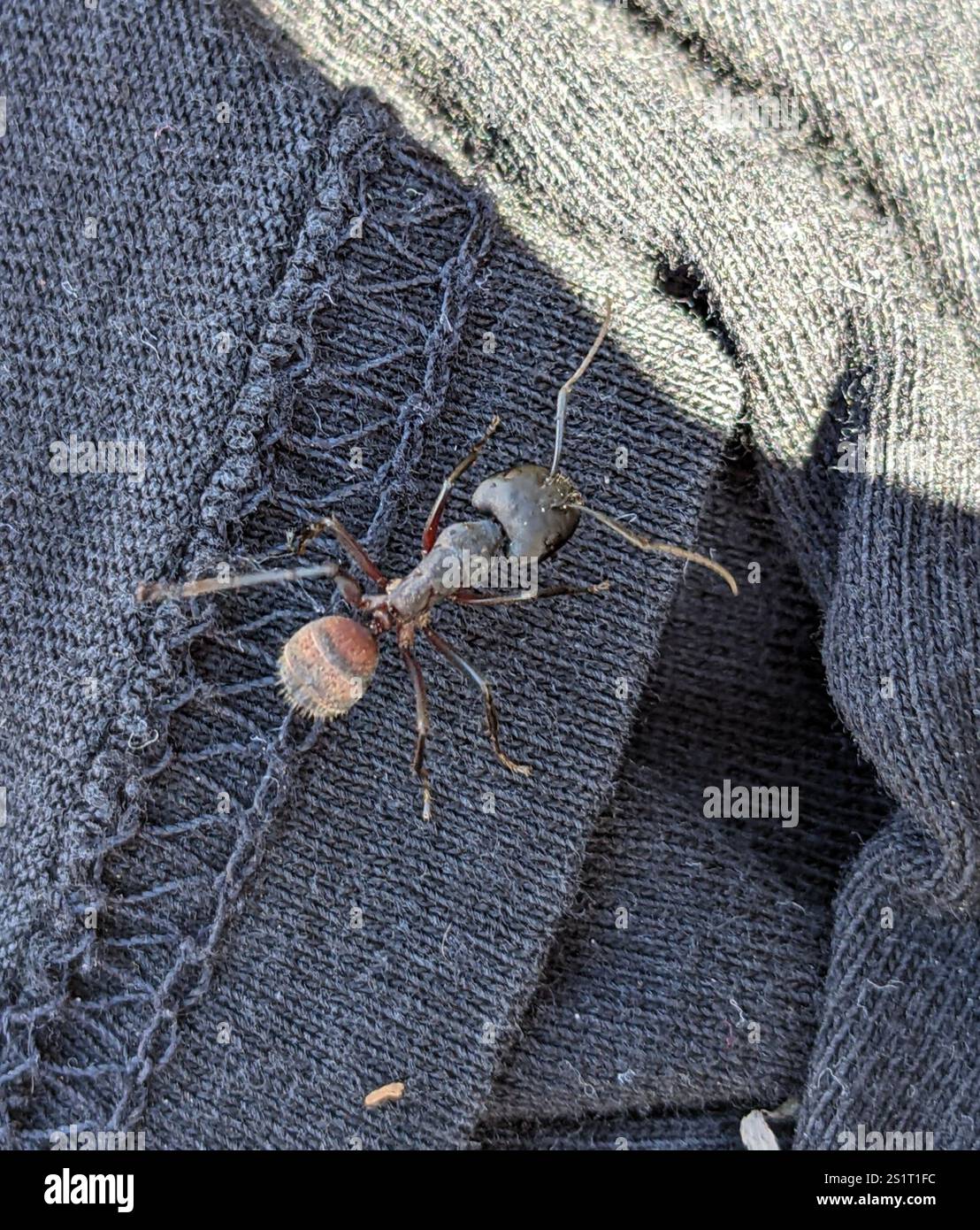 Blood-spotted Sugar Ant (Camponotus cruentatus Stock Photo - Alamy