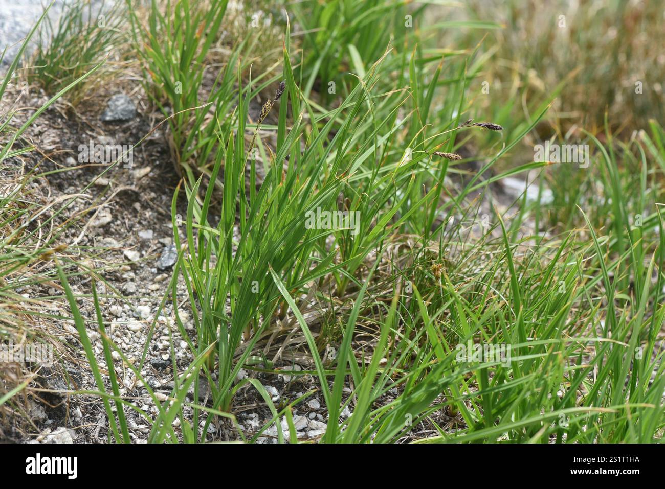 true sedges (Carex Stock Photo - Alamy