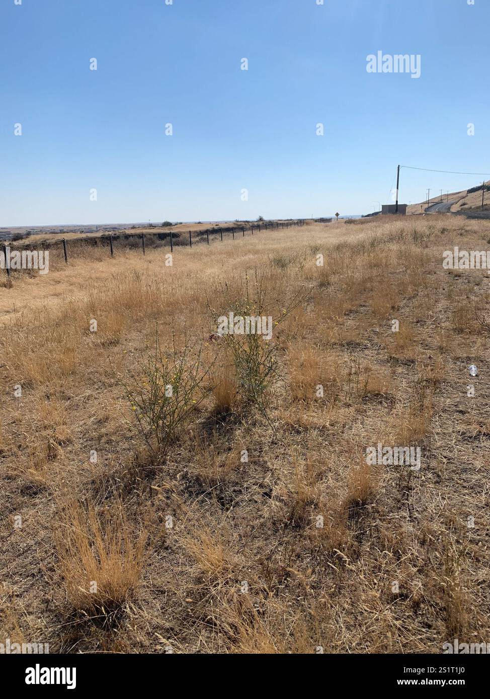 Rush Skeletonweed (Chondrilla juncea Stock Photo - Alamy