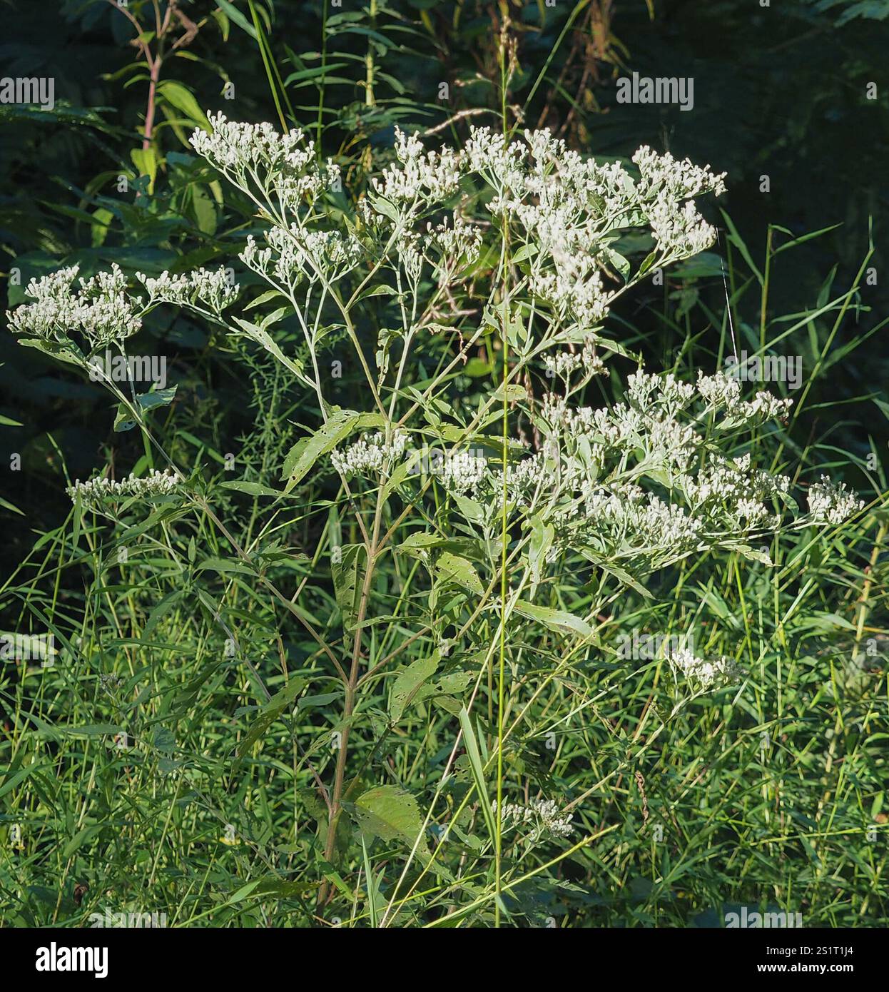late boneset (Eupatorium serotinum Stock Photo - Alamy