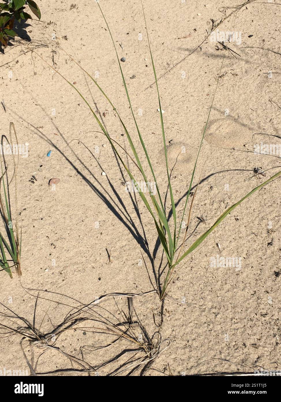 Sand Reedgrass (Sporobolus rigidus Stock Photo - Alamy