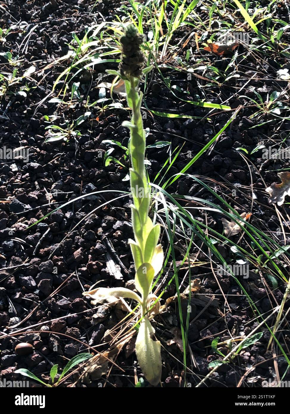 great mullein (Verbascum thapsus Stock Photo - Alamy