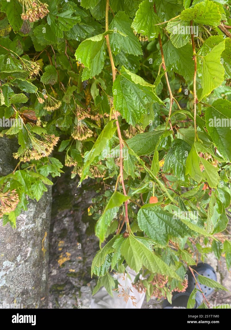 common ninebark (Physocarpus opulifolius Stock Photo - Alamy