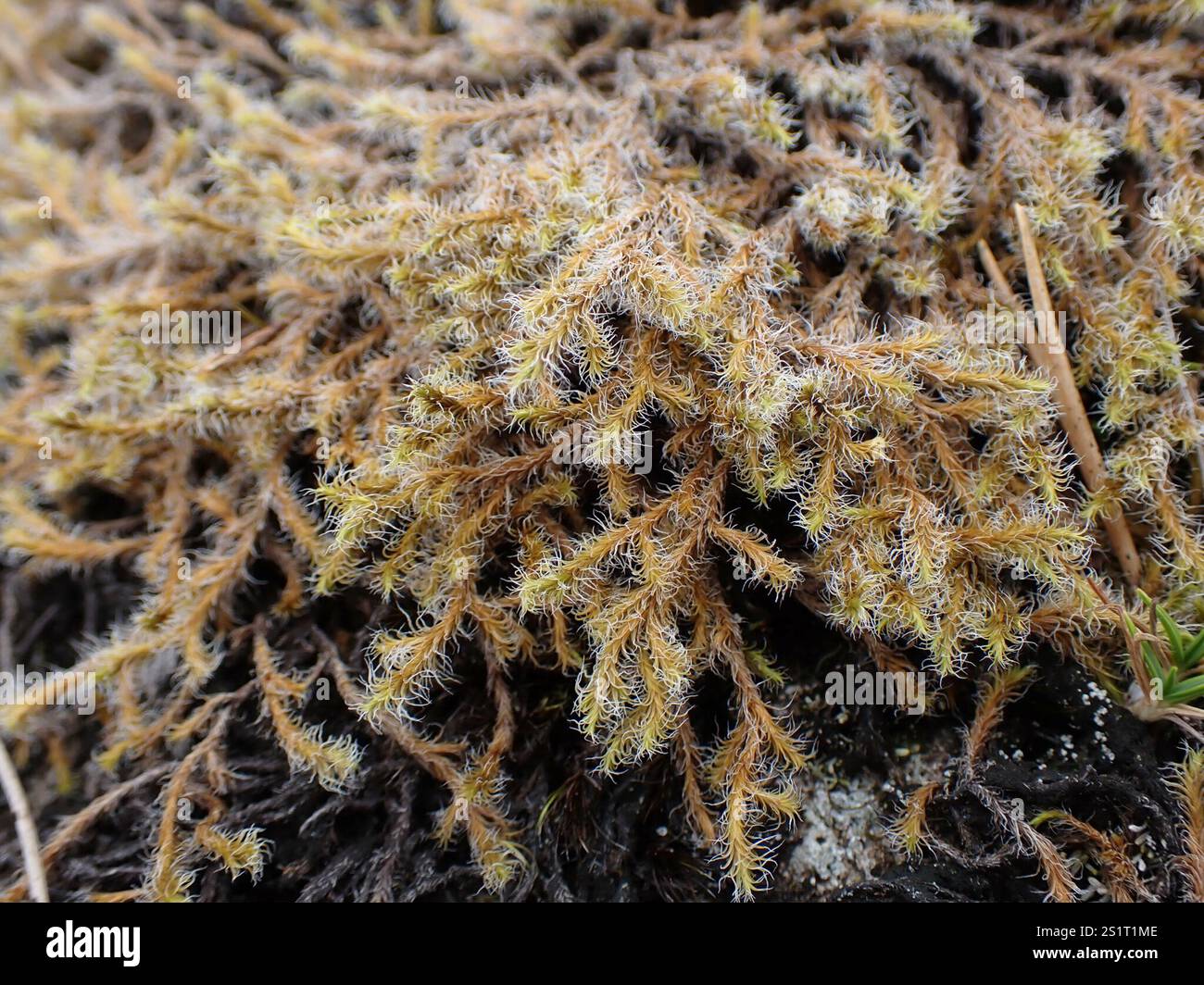 Woolly Fringe-moss (Racomitrium lanuginosum Stock Photo - Alamy
