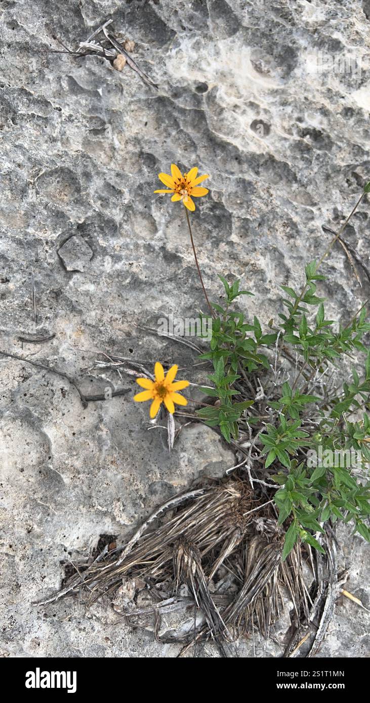Texas creeping-oxeye (Wedelia hispida Stock Photo - Alamy