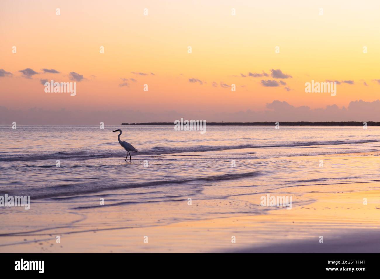 Serene Coastal Scene with Bird Silhouette during Golden Sunset, Isla ...