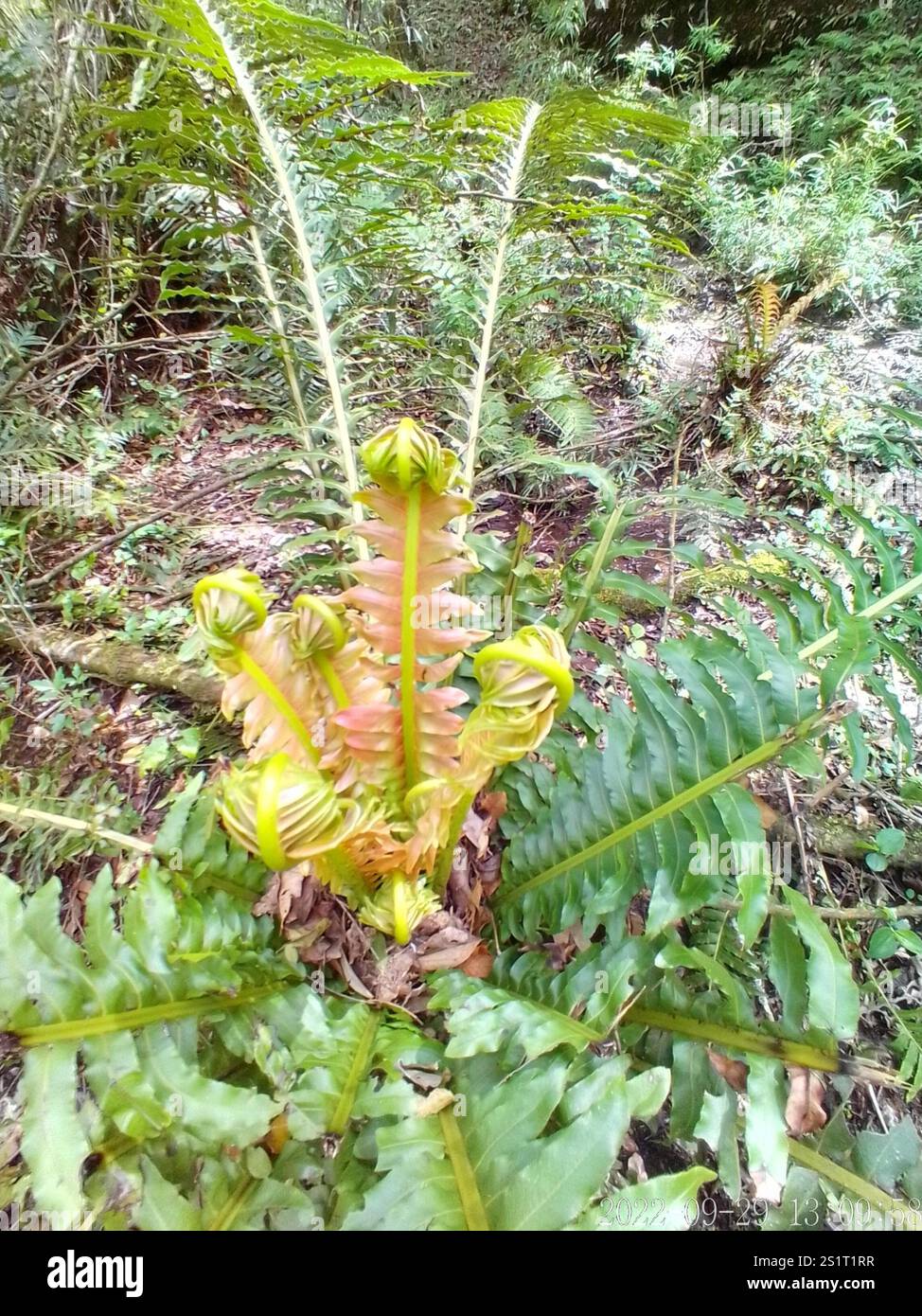 Brazilian tree-fern (Blechnum brasiliense Stock Photo - Alamy