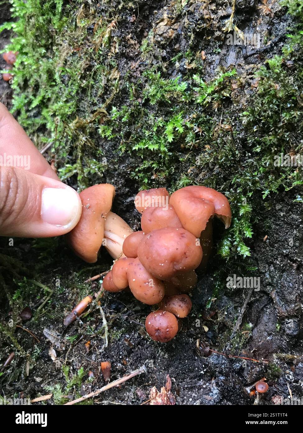Spindleshank (Gymnopus fusipes Stock Photo - Alamy