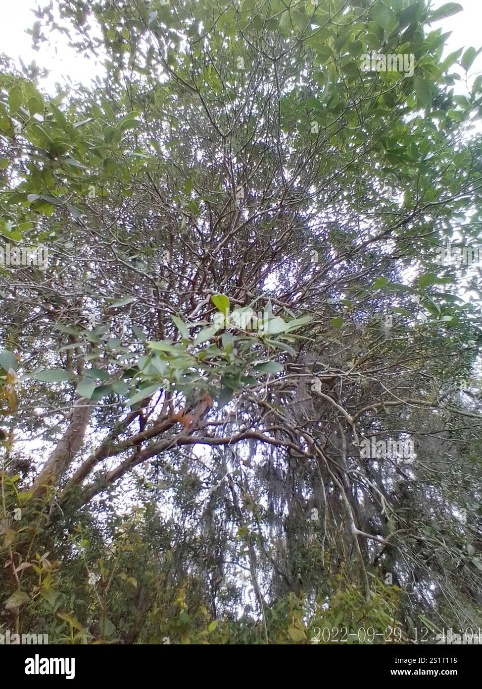 myrtle family (Myrtaceae Stock Photo - Alamy