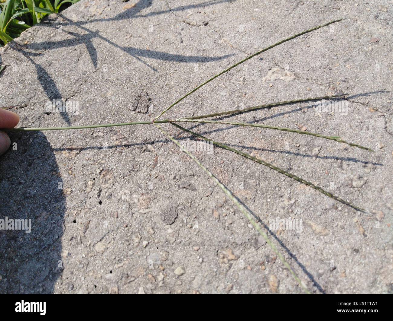 Hairy Crabgrass (Digitaria sanguinalis Stock Photo - Alamy