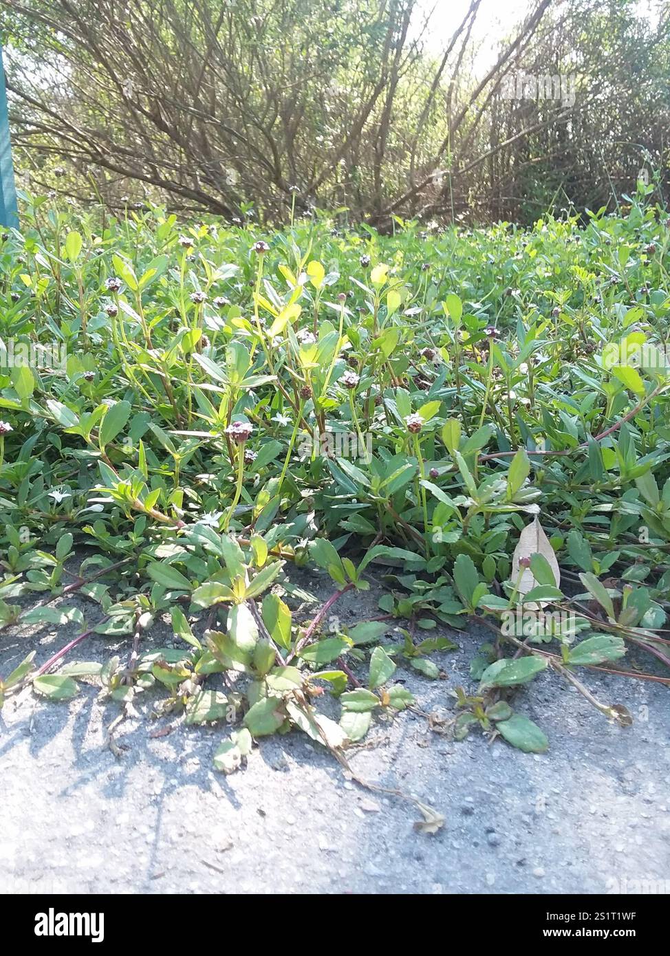 turkey tangle frogfruit (Phyla nodiflora Stock Photo - Alamy