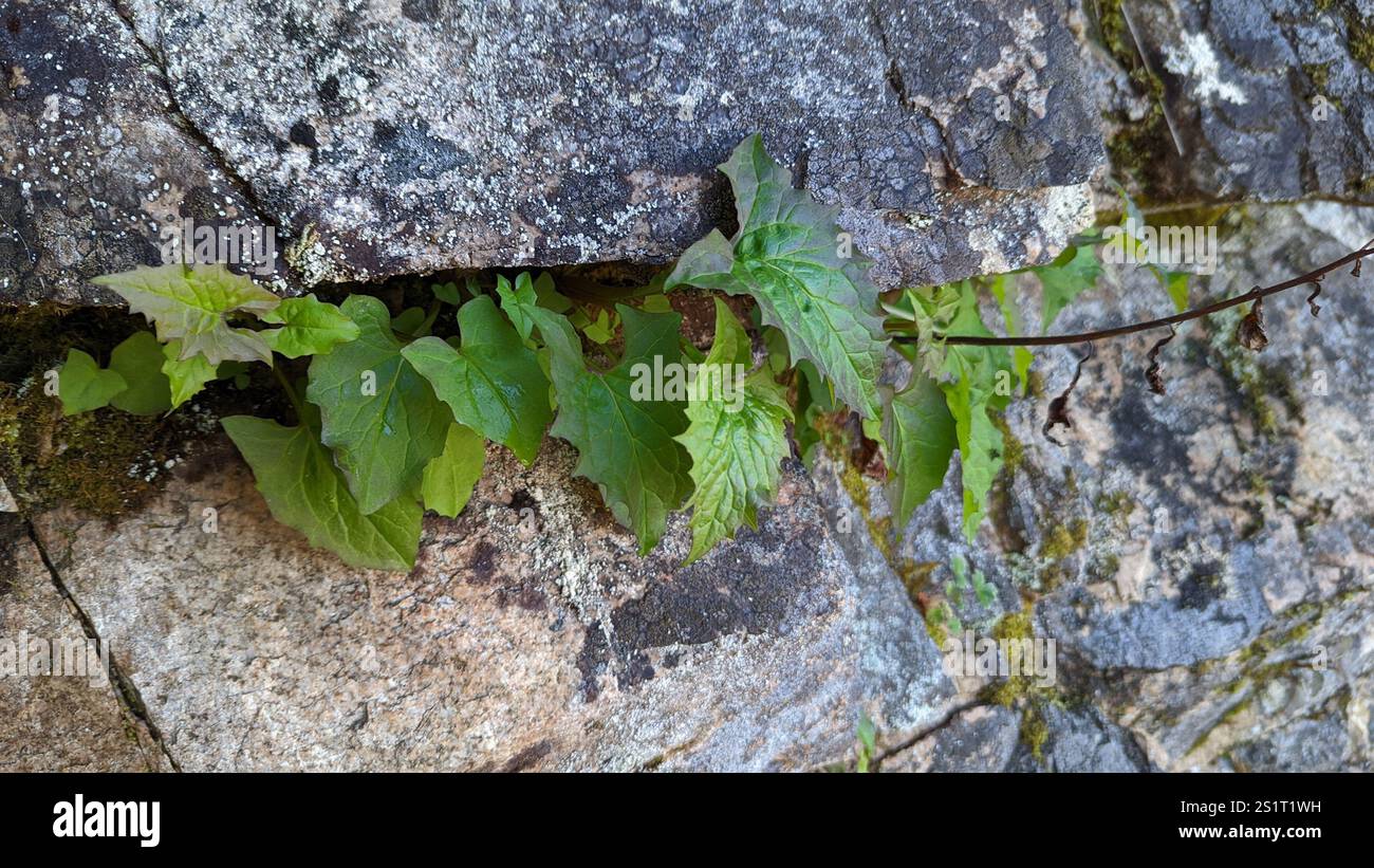 western rattlesnake root (Nabalus alatus Stock Photo - Alamy