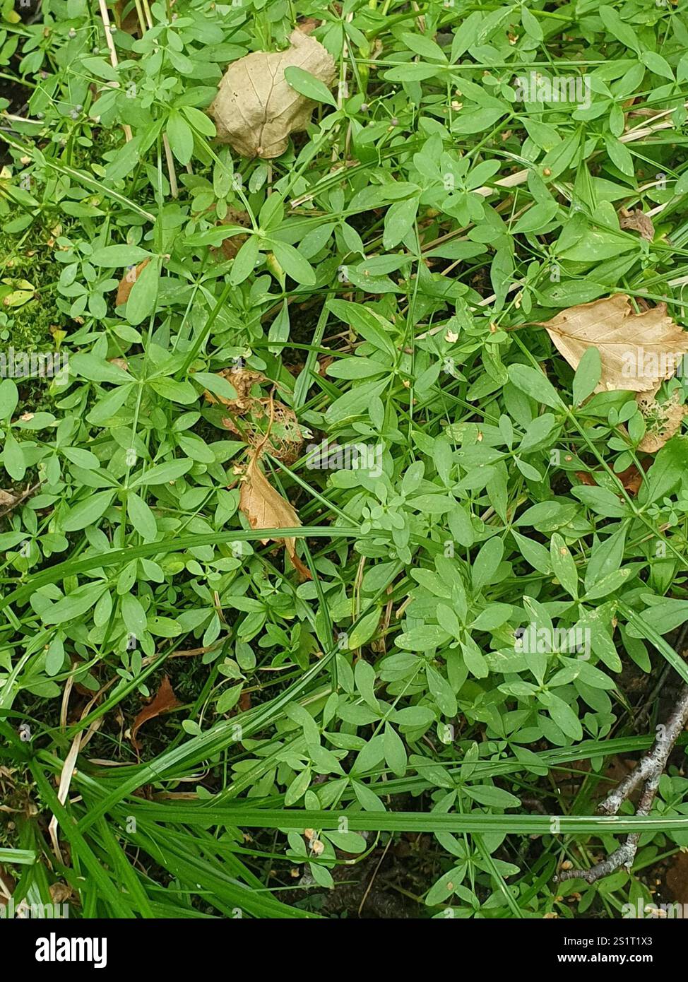 Common Marsh-bedstraw (Galium palustre Stock Photo - Alamy