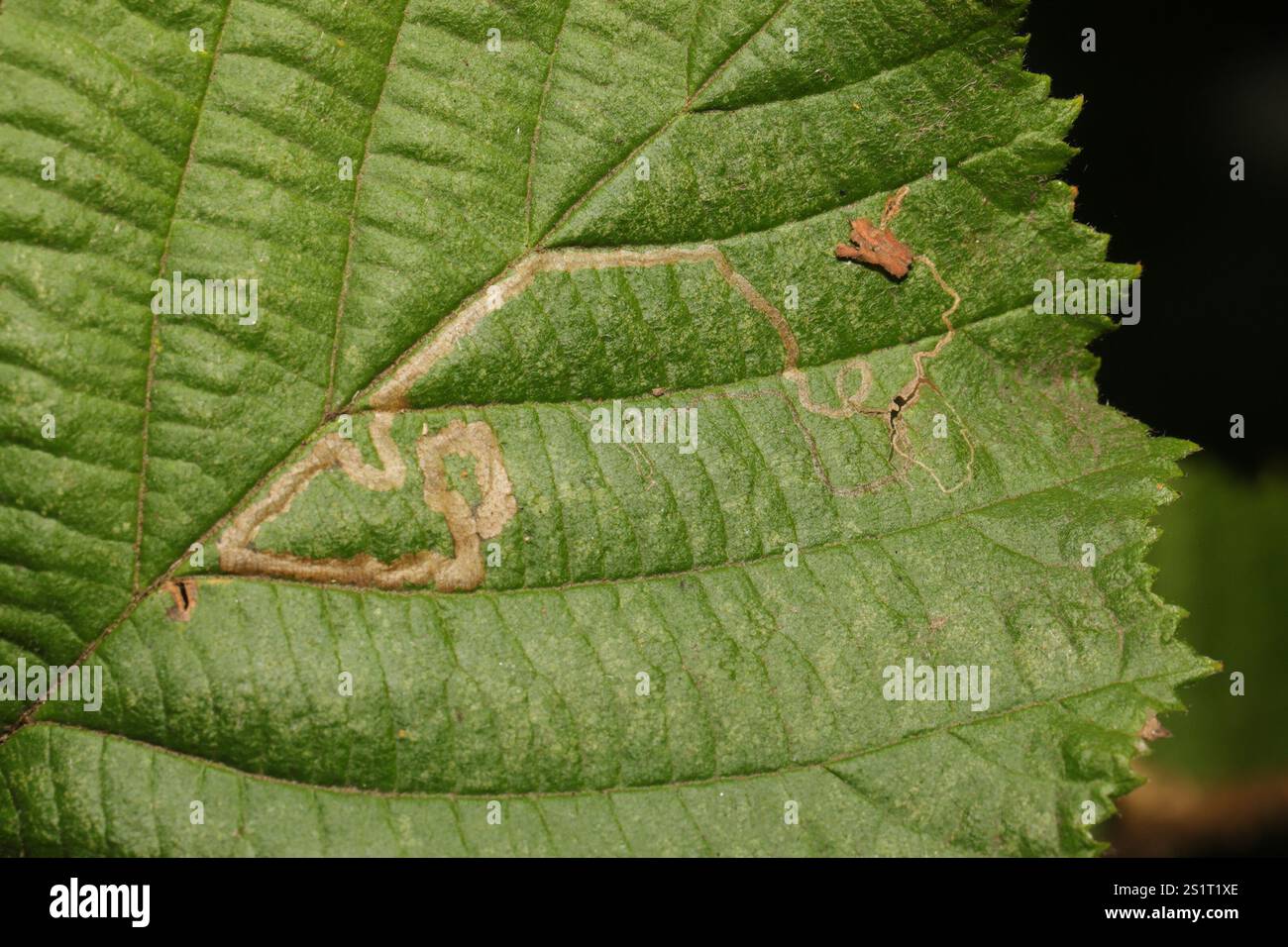 Hazel Leafminer Moth (Stigmella microtheriella Stock Photo - Alamy