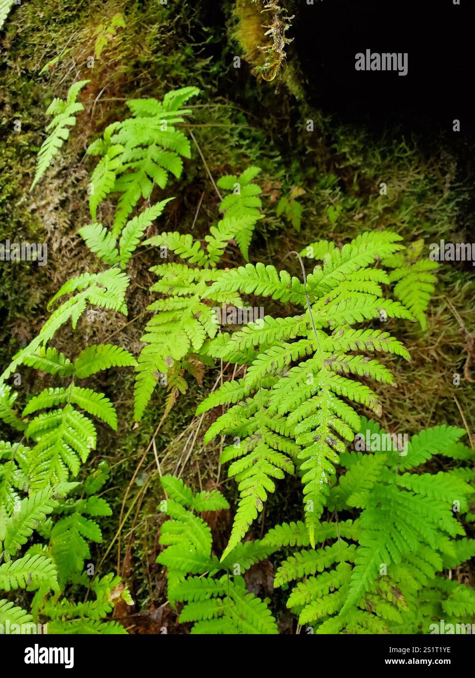 long beech fern (Phegopteris connectilis Stock Photo - Alamy