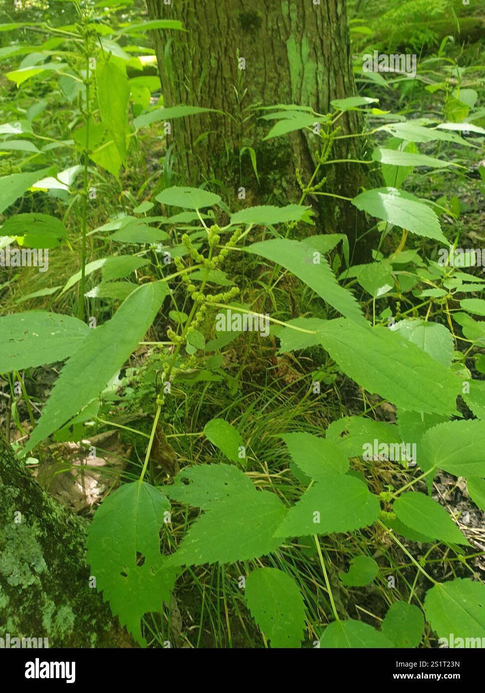false nettle (Boehmeria cylindrica Stock Photo - Alamy