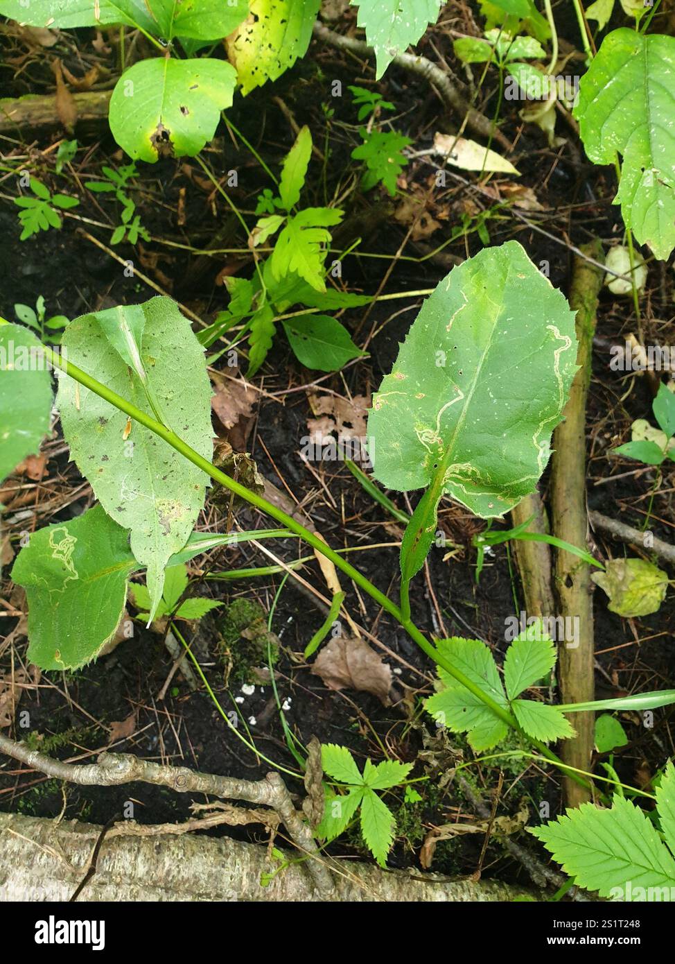 Arrow-leaved Aster (Symphyotrichum urophyllum Stock Photo - Alamy