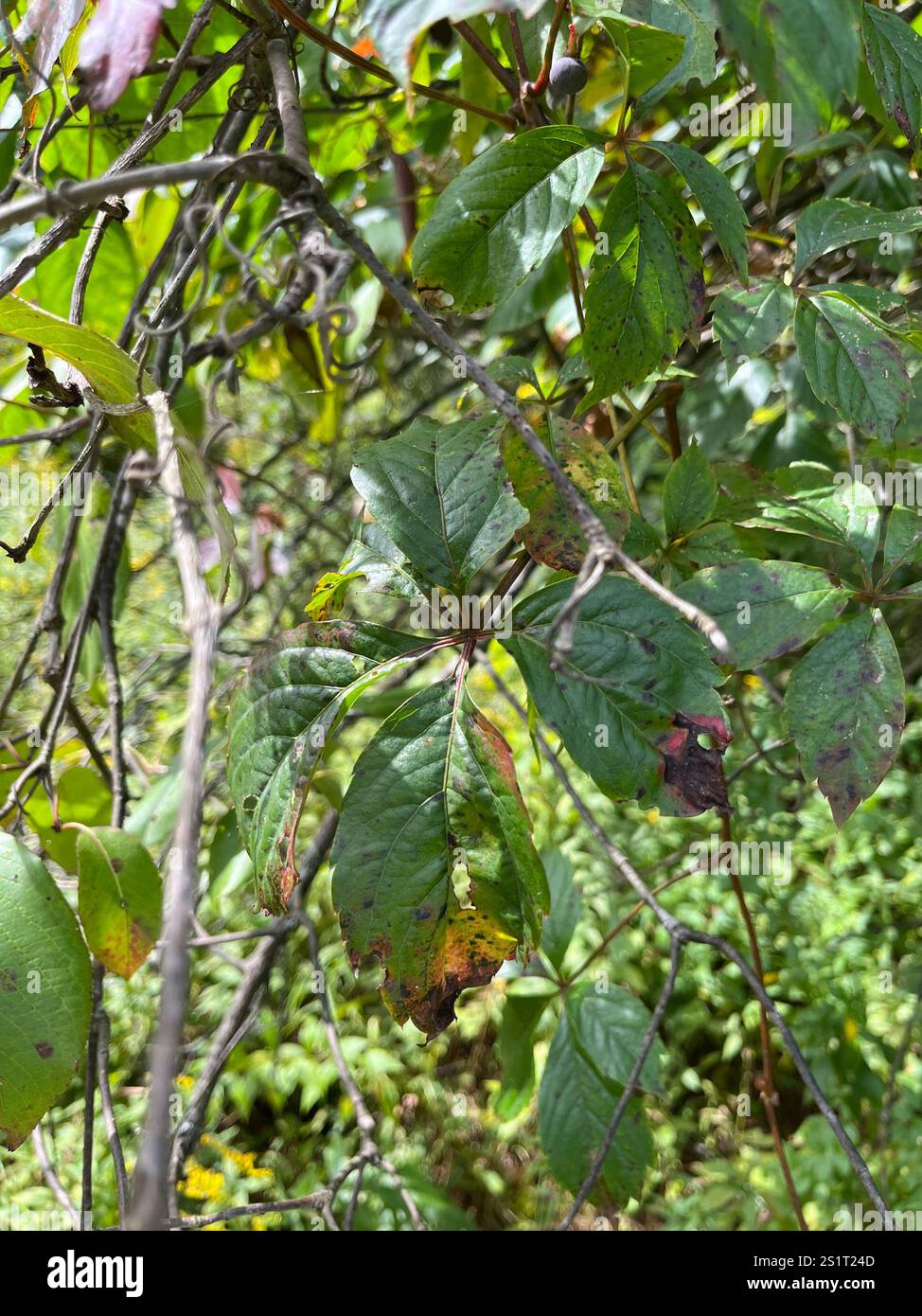 thicket creeper (Parthenocissus inserta Stock Photo - Alamy