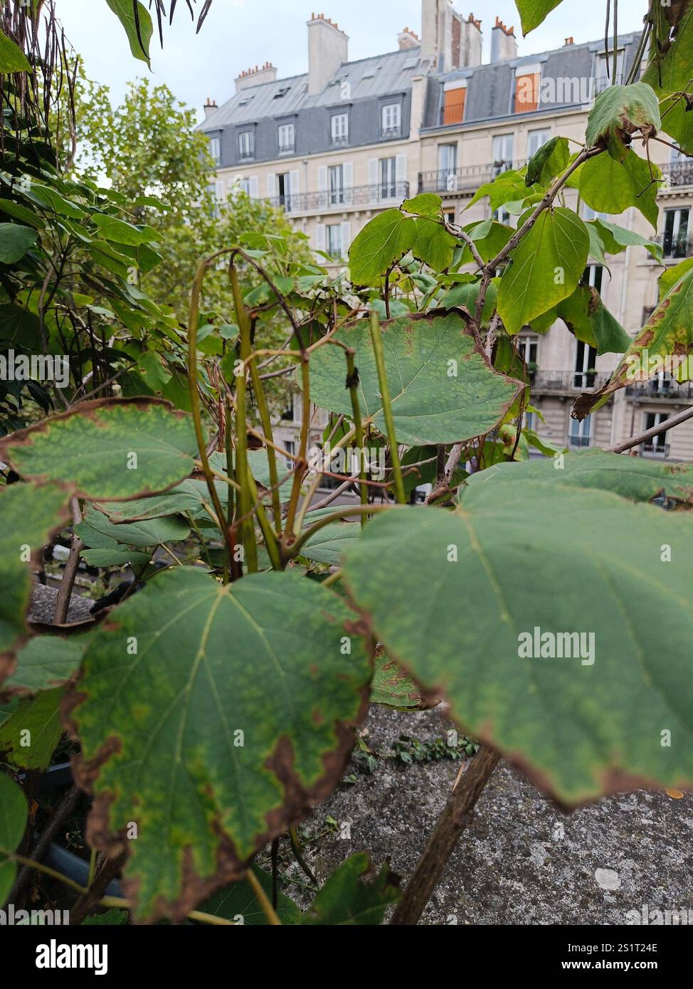 princess tree (Paulownia tomentosa Stock Photo - Alamy