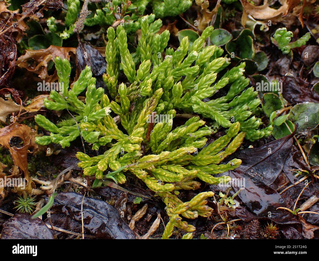 alpine clubmoss (Diphasiastrum alpinum Stock Photo - Alamy
