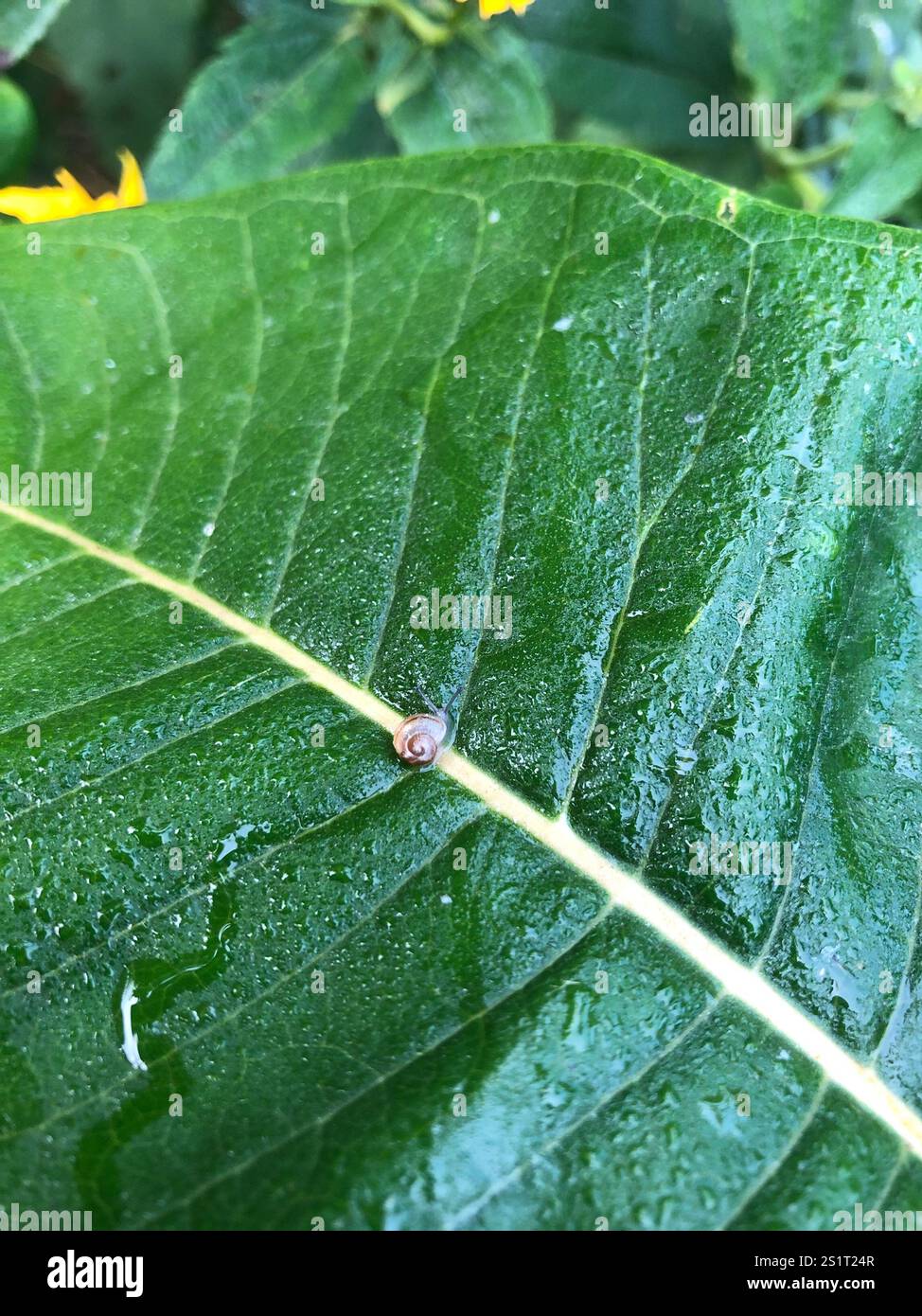 Common Land Snails and Slugs (Stylommatophora Stock Photo - Alamy