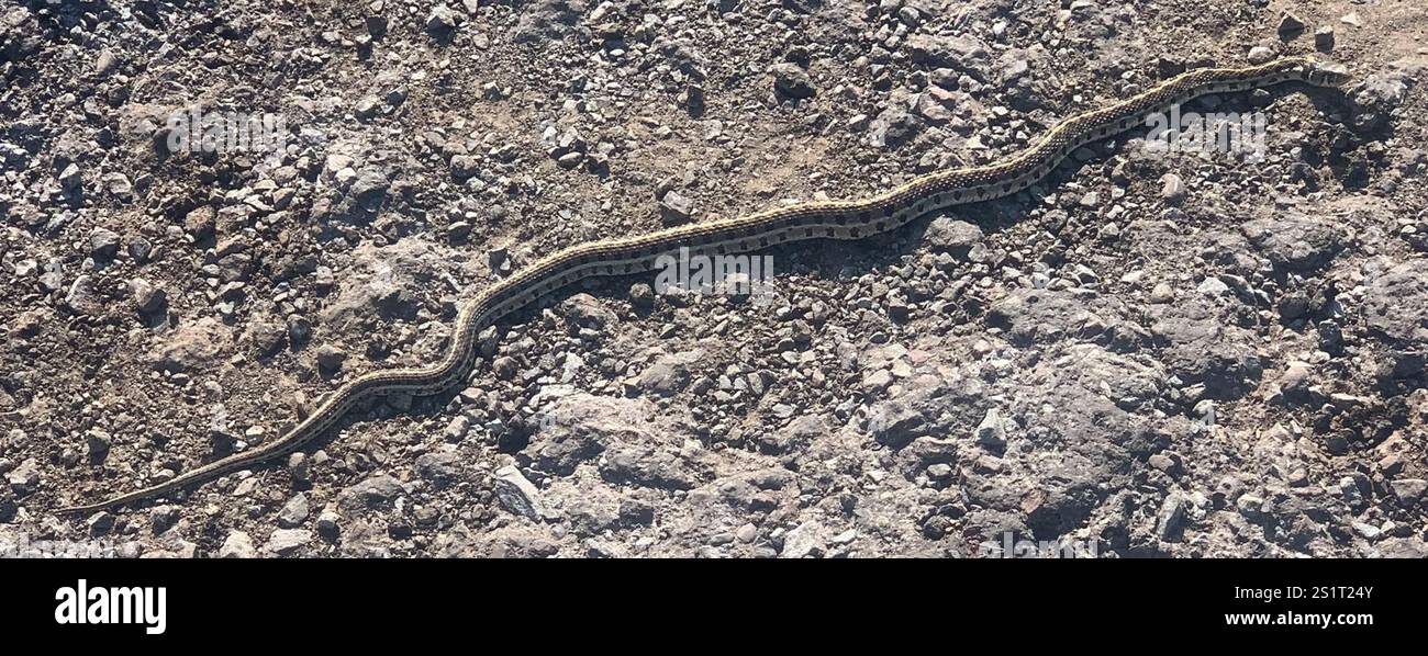 Checkered Garter Snake (Thamnophis marcianus Stock Photo - Alamy