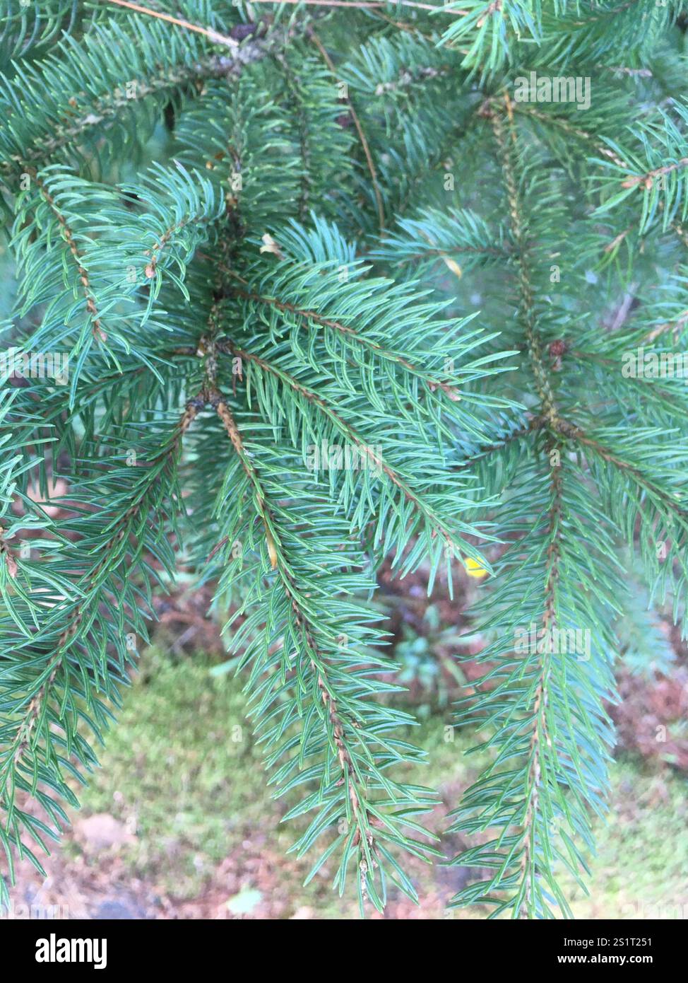 white spruce (Picea glauca Stock Photo - Alamy