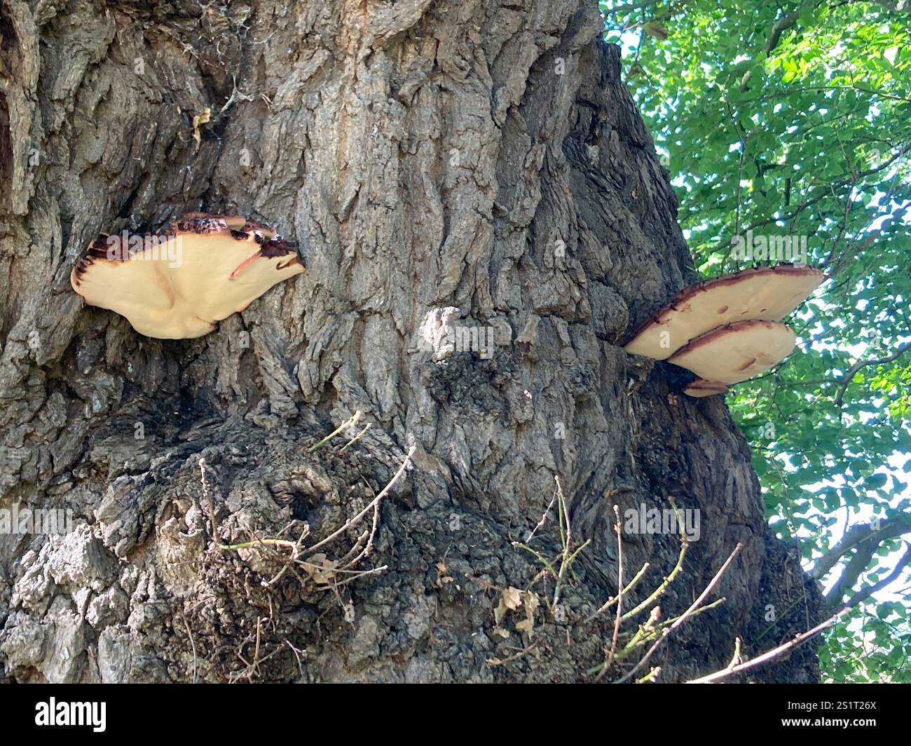 Beefsteak Polypore (Fistulina hepatica Stock Photo - Alamy