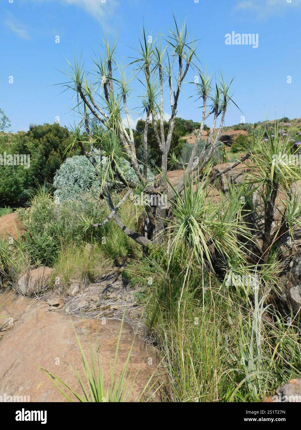 Xerophyta retinervis hi-res stock photography and images - Alamy