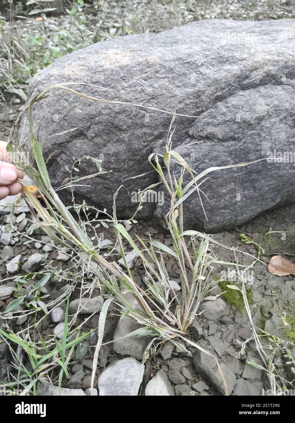 Smooth Witchgrass (Panicum dichotomiflorum Stock Photo - Alamy