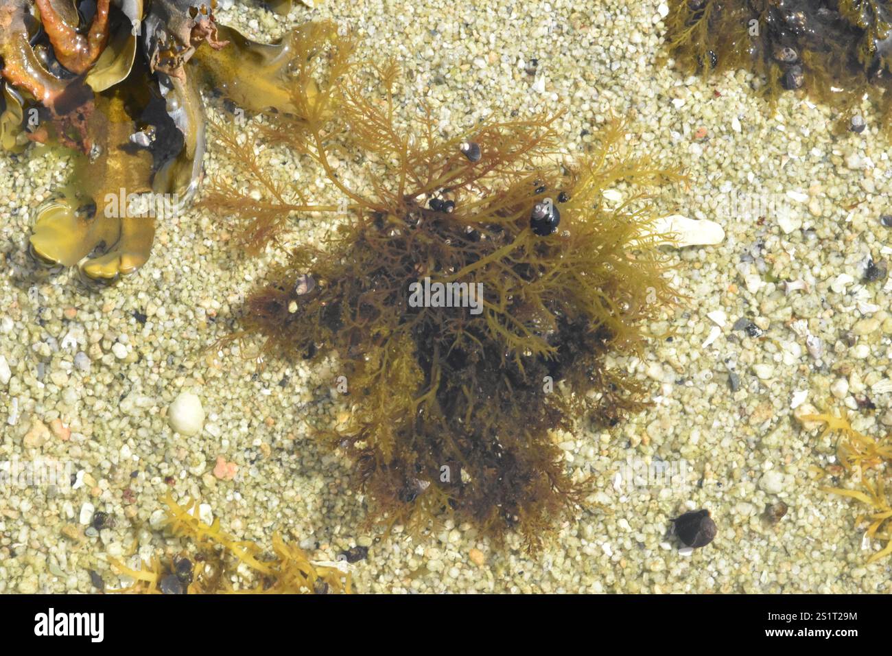 red algae (Rhodophyta Stock Photo - Alamy
