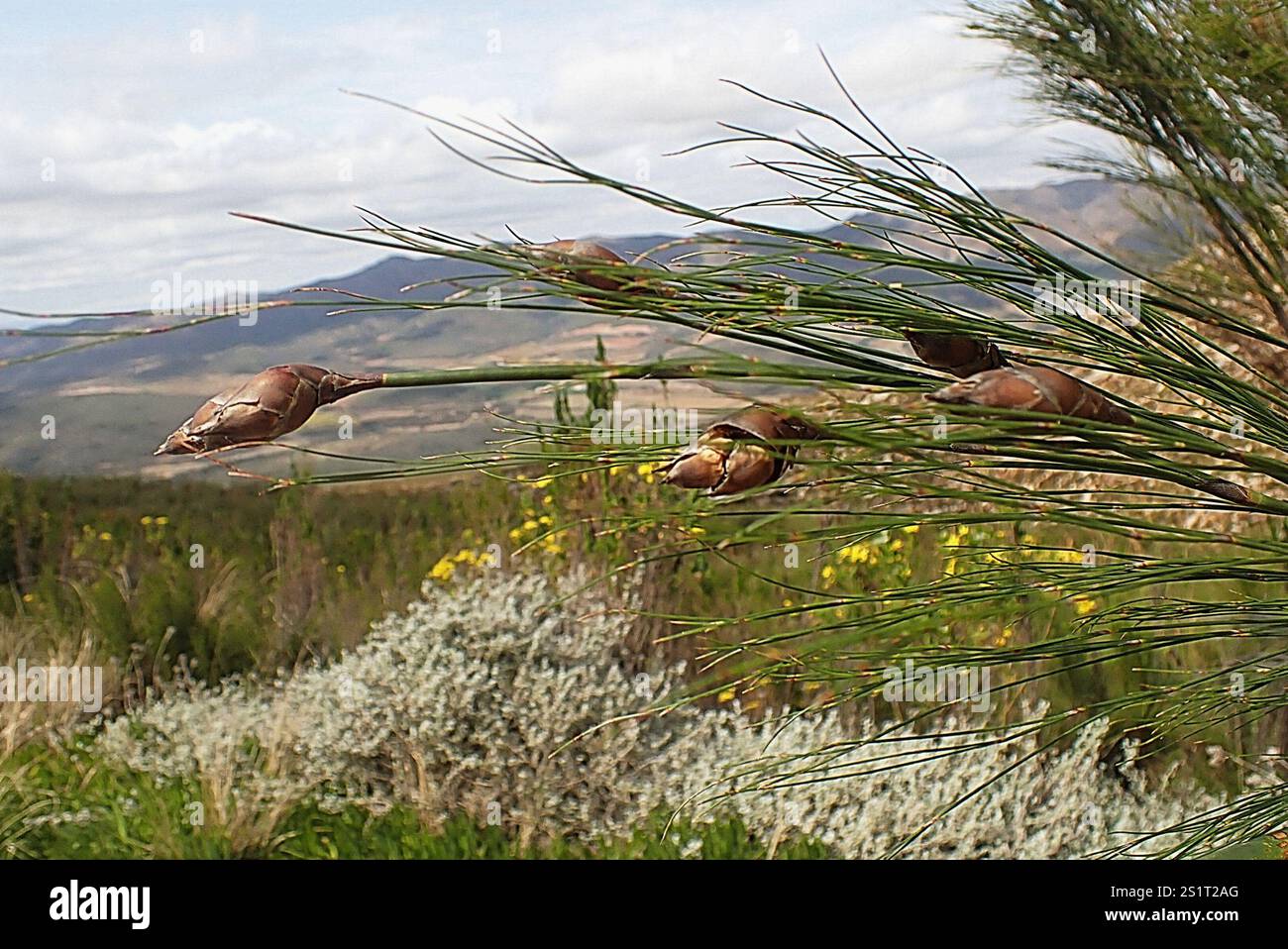 Branch Broomreed (Cannomois virgata Stock Photo - Alamy