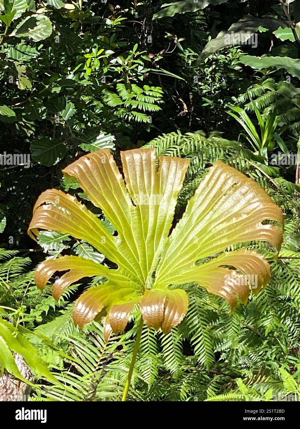 Broad-leaf Fern (Dipteris conjugata Stock Photo - Alamy