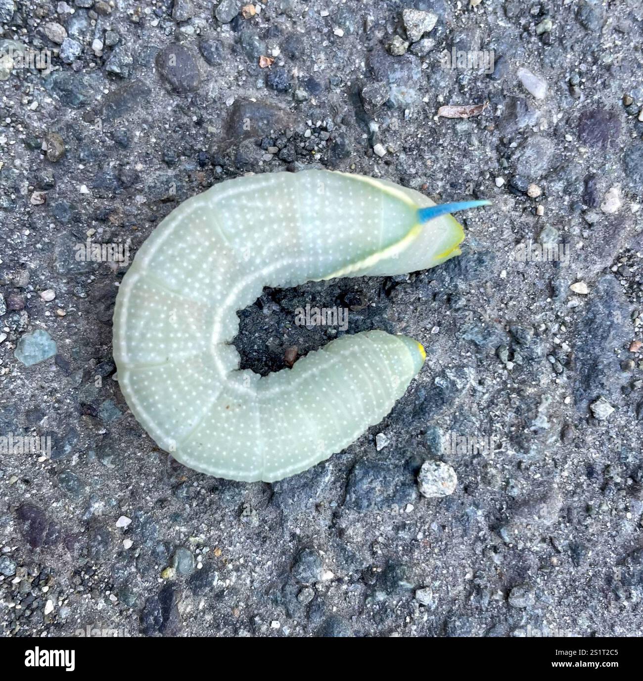 Western Eyed Sphinx (Smerinthus ophthalmica Stock Photo - Alamy