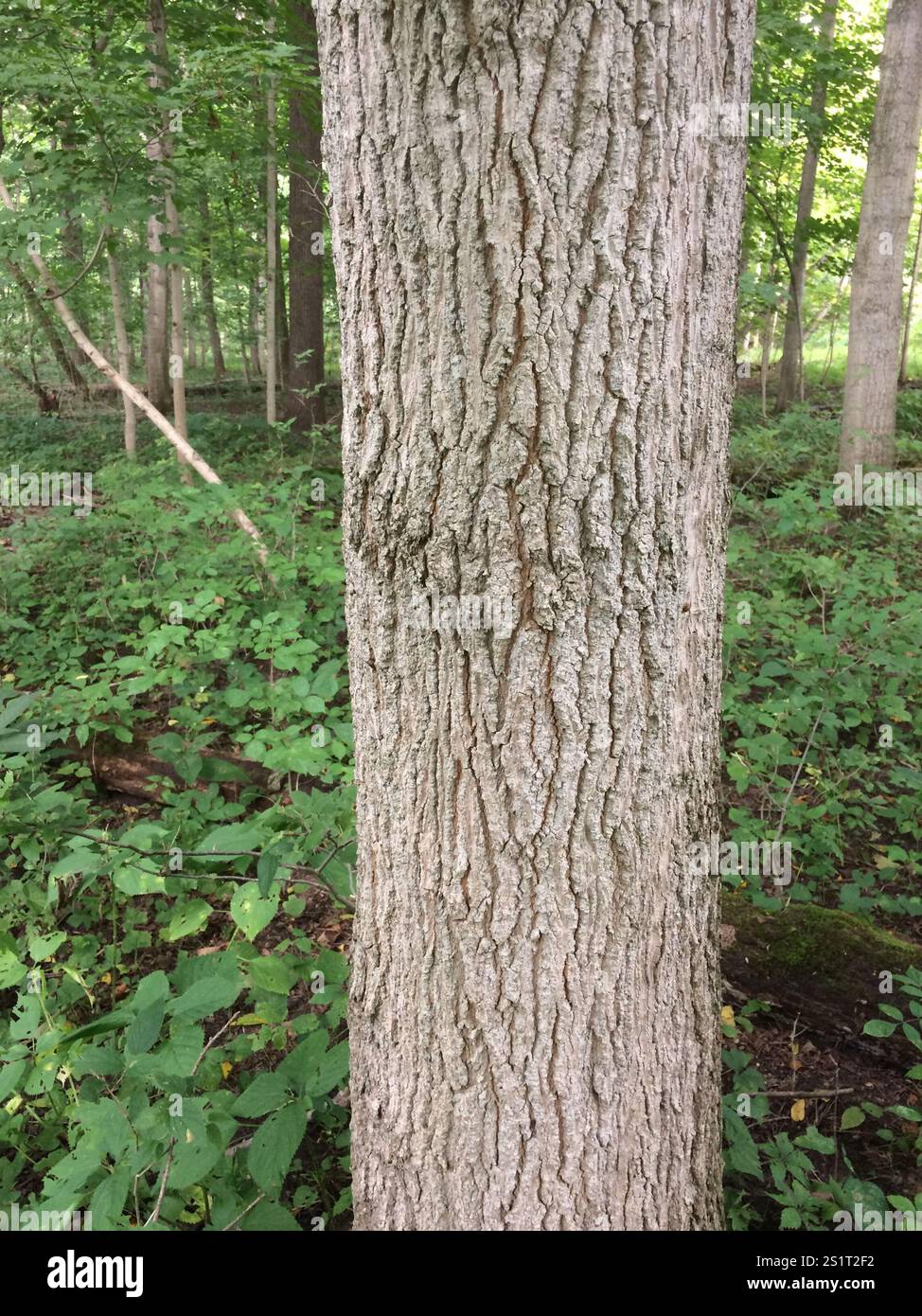 black maple (Acer nigrum Stock Photo - Alamy