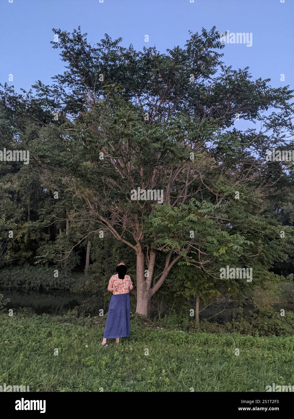 tree-of-heaven (Ailanthus altissima Stock Photo - Alamy
