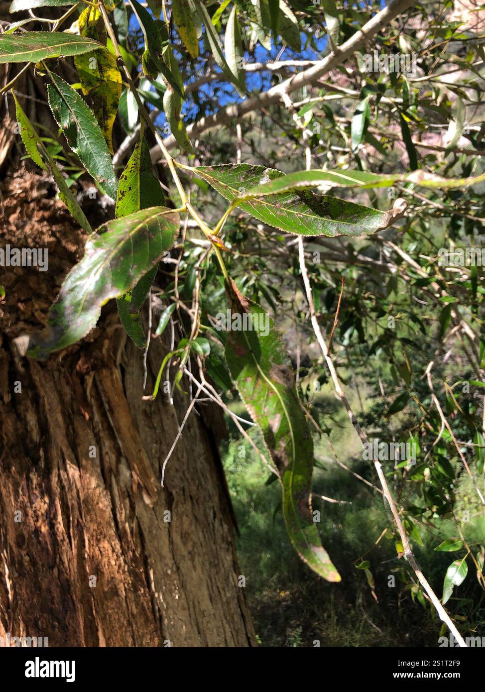 Narrowleaf Cottonwood (Populus angustifolia Stock Photo - Alamy