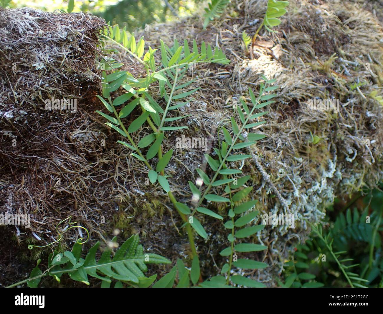 giant vetch (Vicia gigantea Stock Photo - Alamy