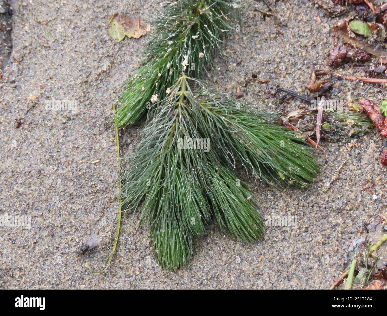 coontail (Ceratophyllum demersum Stock Photo - Alamy