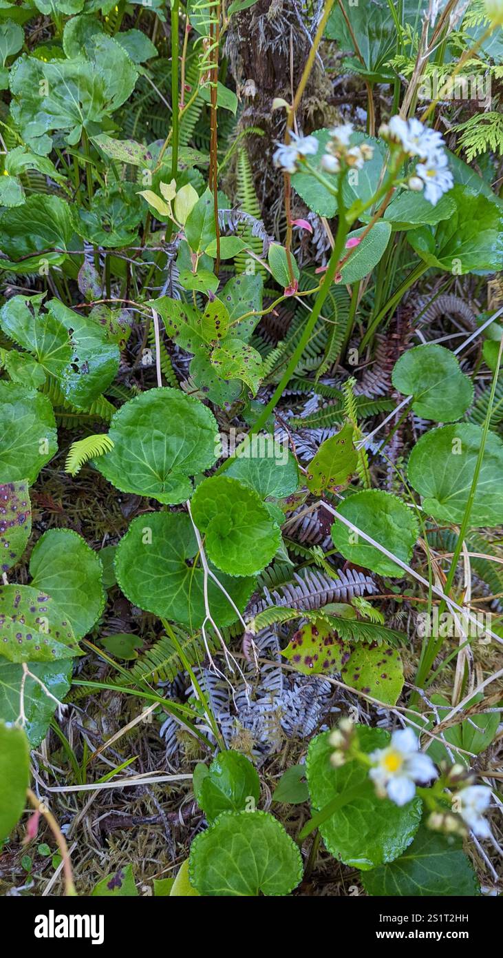 Deer-cabbage (Nephrophyllidium crista-galli Stock Photo - Alamy
